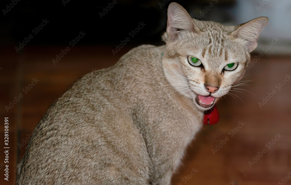 Cat sitting on the floor calling, shouting and growing, Pet feel ...
