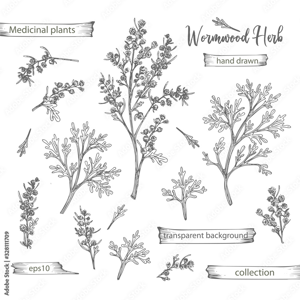 Set hand drawn of wormwood, lives and flowers in black color isolated ...