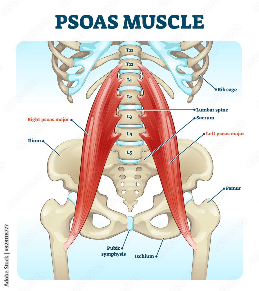 Psoas Muscle Medical Vector Illustration Diagram Stock Vector Adobe Stock