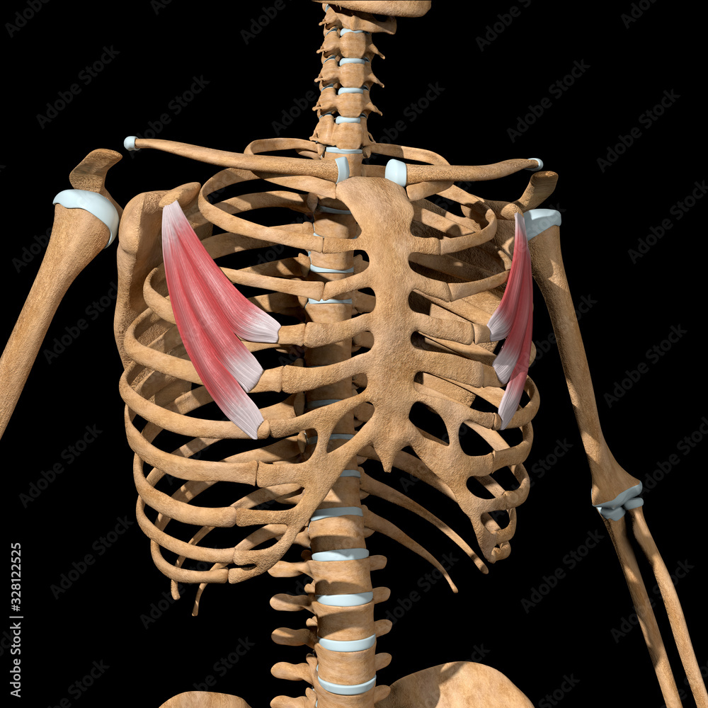 3d Illustration of the Pectoralis Minor Muscles on Skeleton Stock ...
