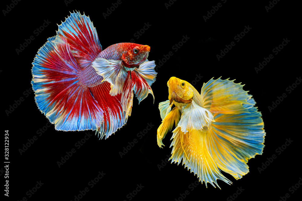 The moving moment beautiful of yellow and red half moon siamese betta ...