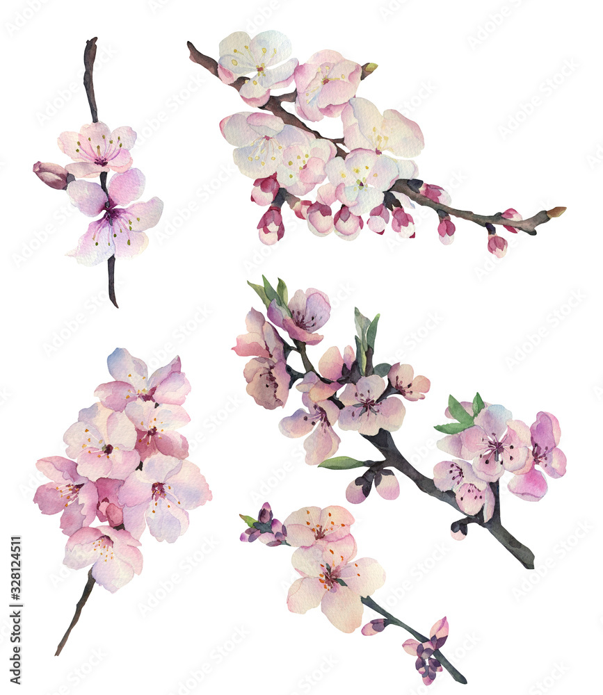 Set of watercolor sakura branch. Handpainted watercolor flowers set. It ...