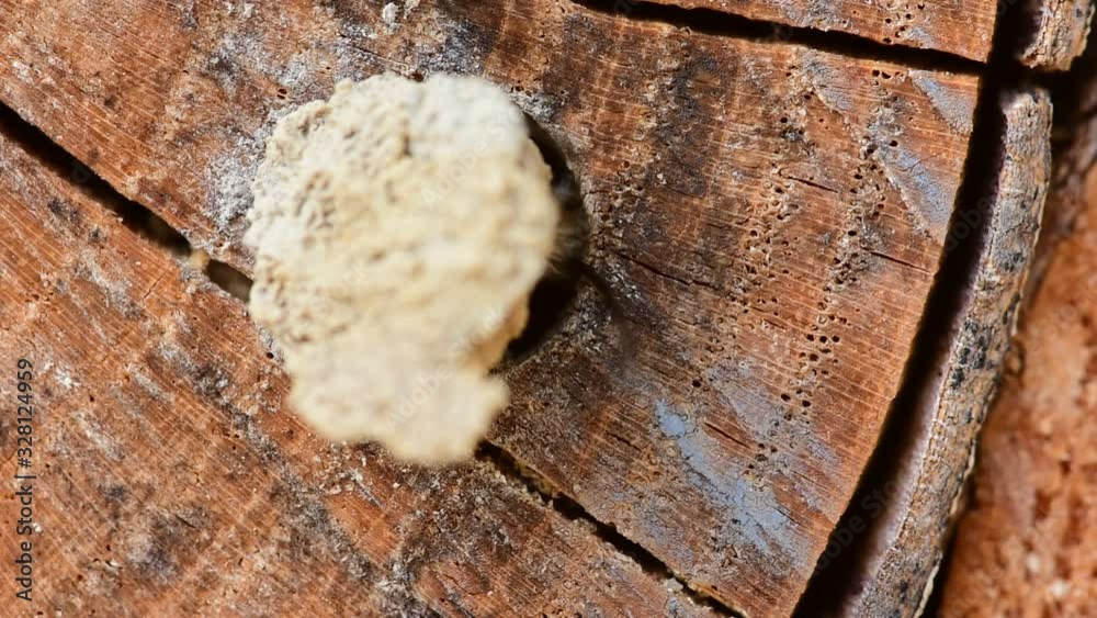 Male solitary wild Mason Bee (Osmia cornuta) hatching from its cavity ...