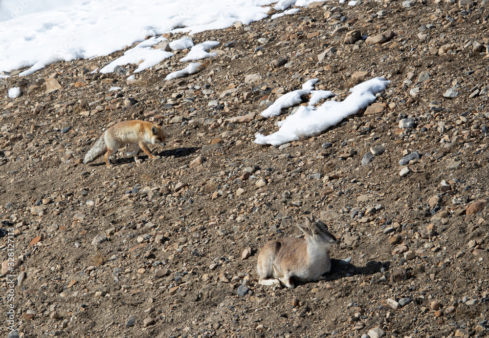Blue sheep and red fox in the mountains of Spiti valley, Himachal ...