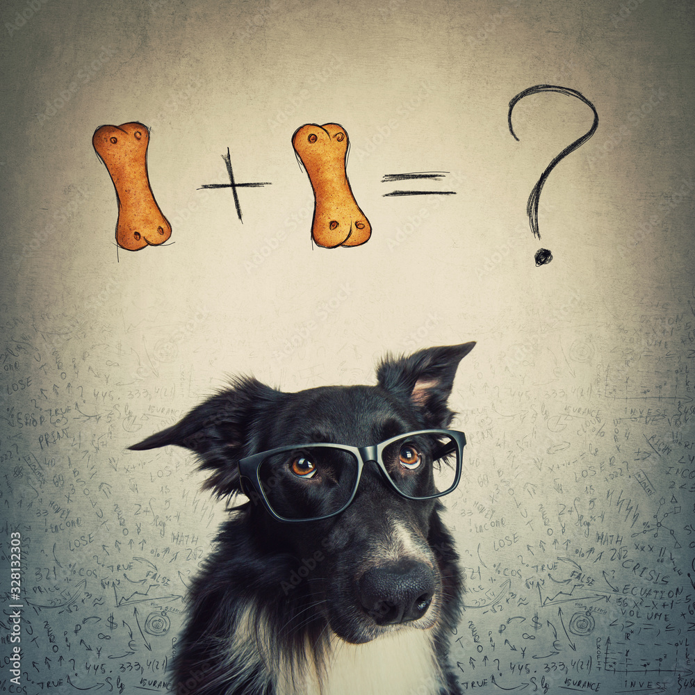 Any Questions Funny Dog