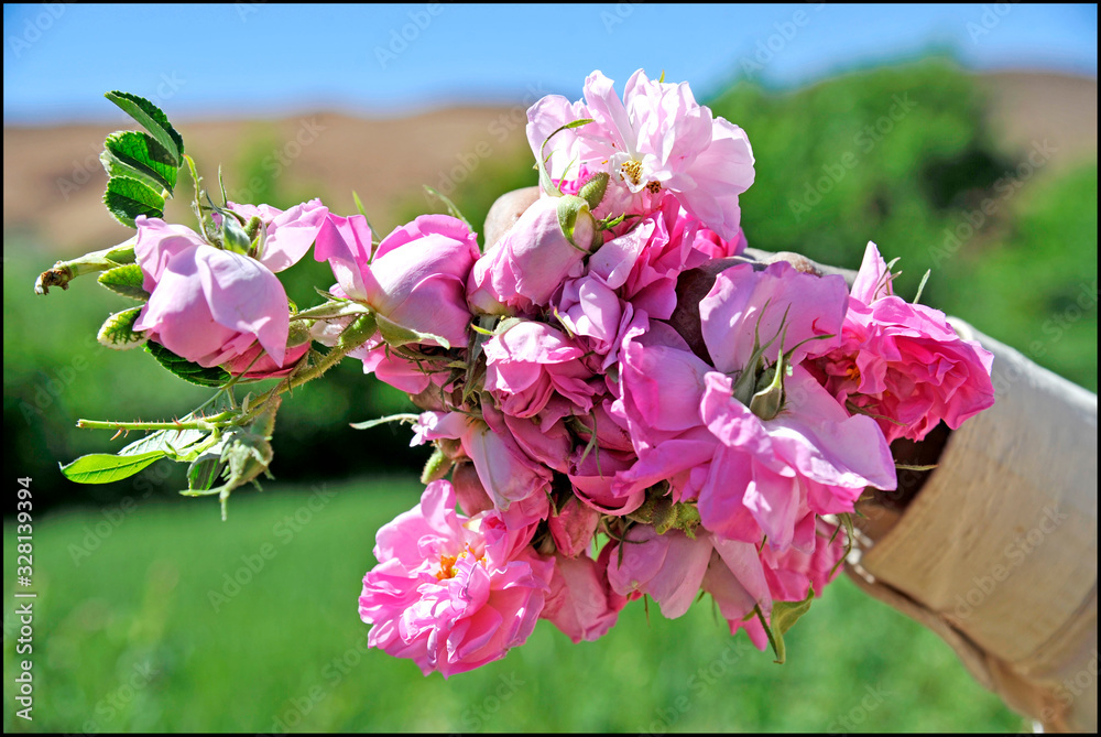 Africa - Morocco - Kelaat 'mgouna - Rose Valley - Gorge du Dades ...