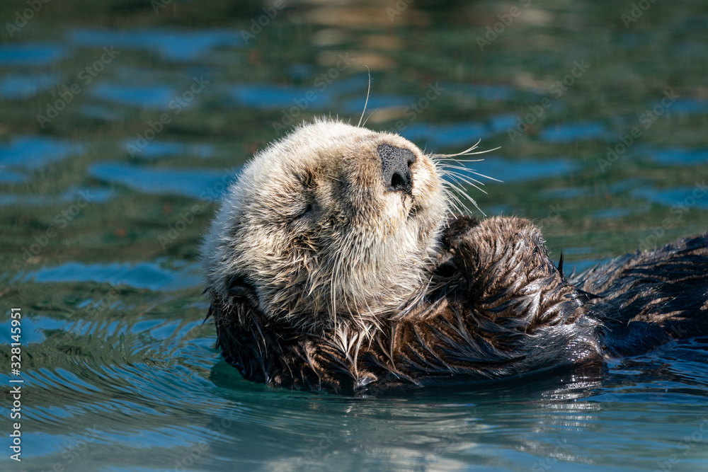 Sea Otter Grooming