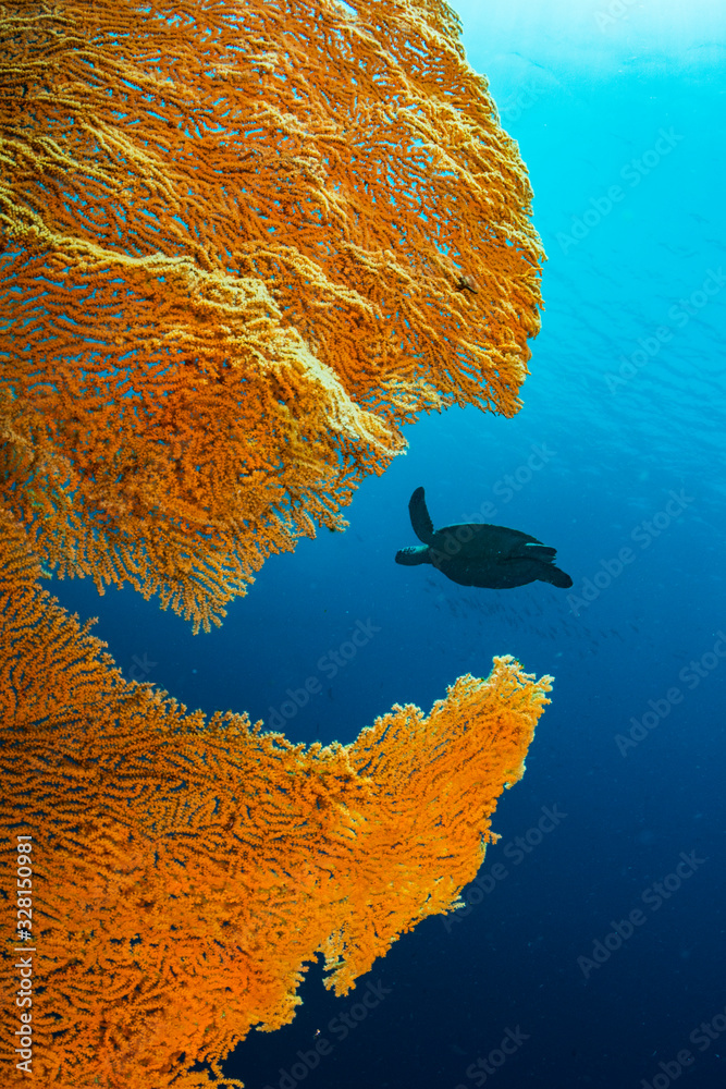 Turtle Pac Man Stock Photo | Adobe Stock