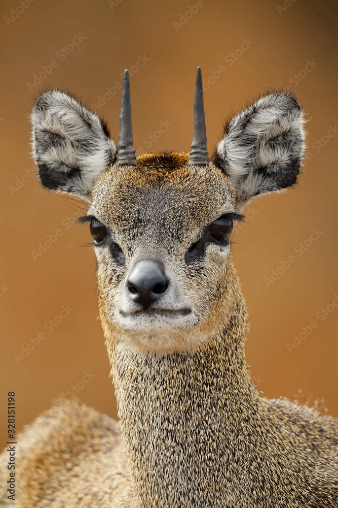 Klipspringer Stock Photo | Adobe Stock