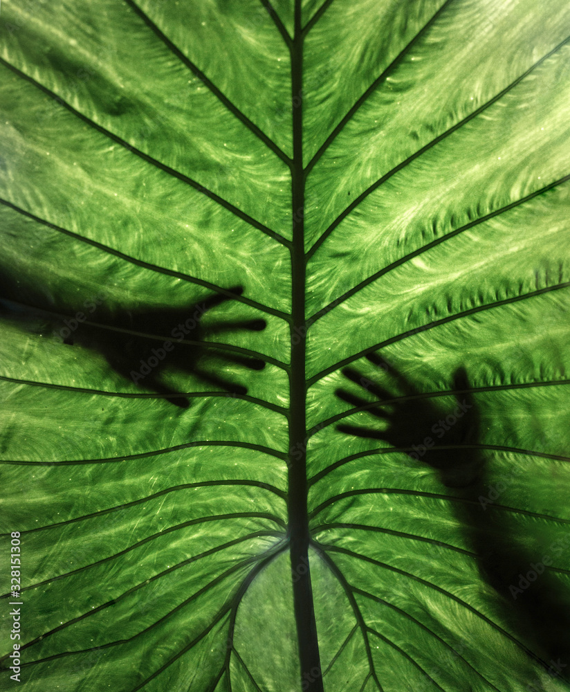 Silhouette of two hands behind a giant tropical leaf Stock Photo ...