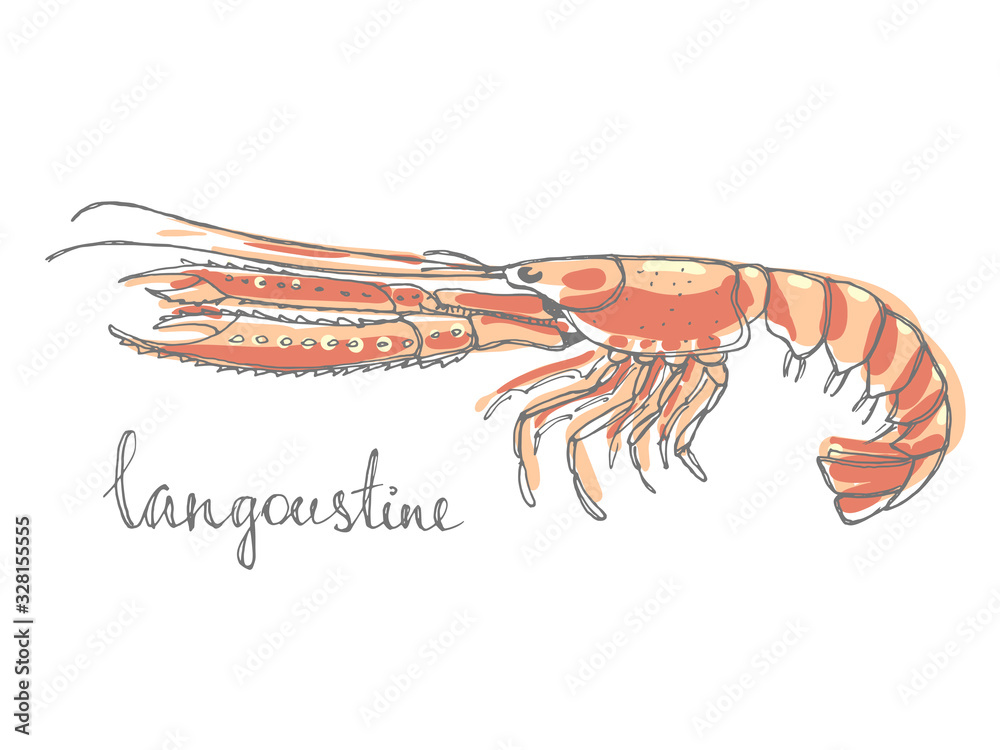 Langoustine. Seafood design elements. Seafood / fish menu, poster ...
