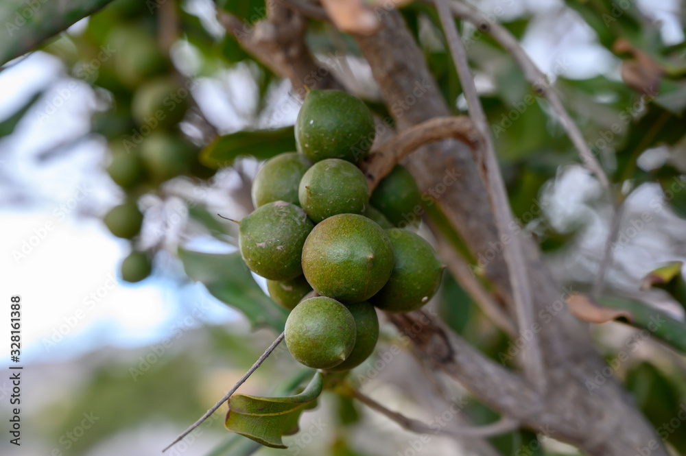 Evergreen macadamia free with ripe green nuts in shell ready for ...