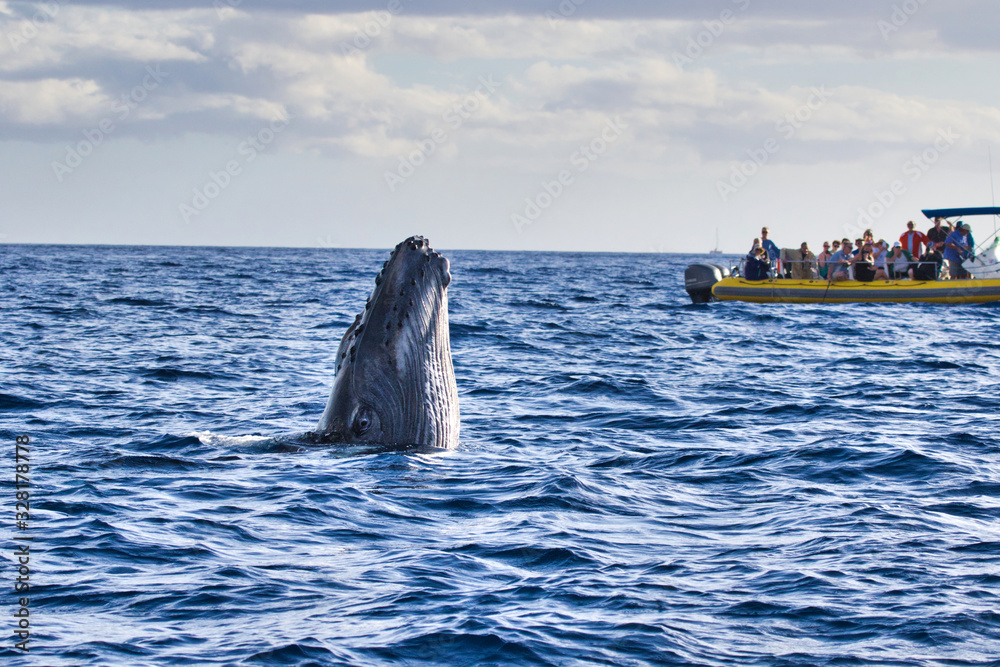 Young humpback whale spy-hopping a whale watch boat. Stock Photo ...