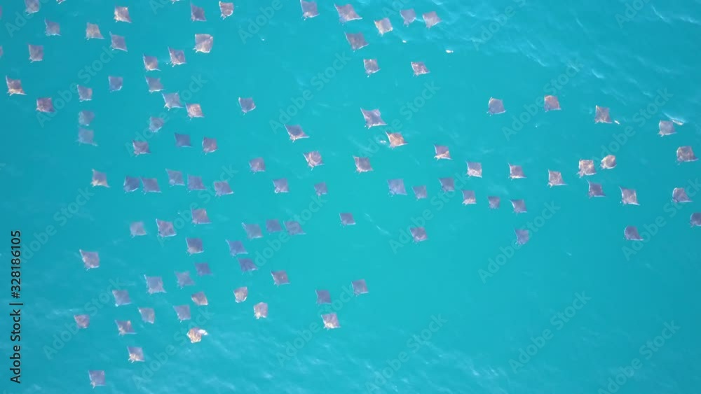 Drone aerial view of mobula rays/ devil rays in sea of Cortez Baja ...