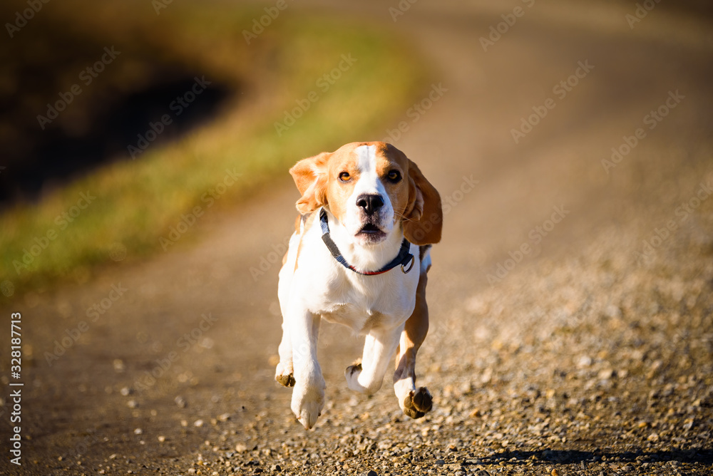 Dog Beagle running fast and jumping with tongue out on the rural path ...