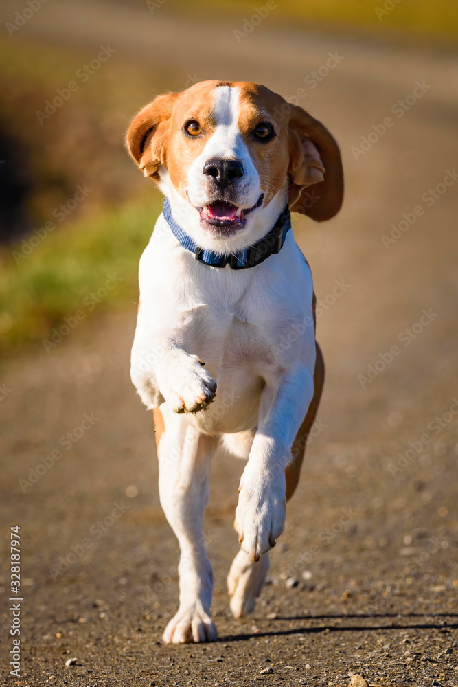 Dog Beagle running fast and jumping with tongue out on the rural path ...