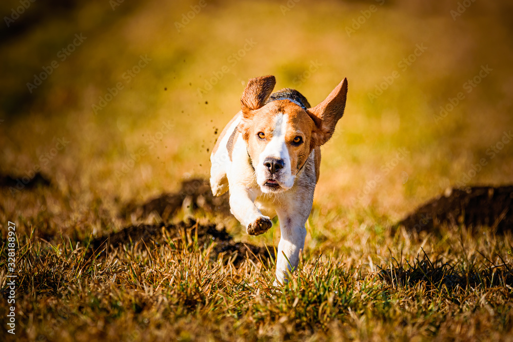 Dirty Dog Beagle running fast and jumping with tongue out through field ...