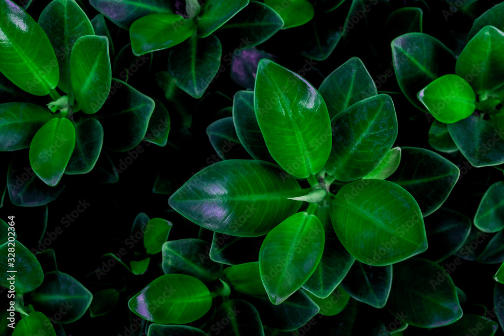 closeup nature view of green leaf and water drop, dark wallpaper ...
