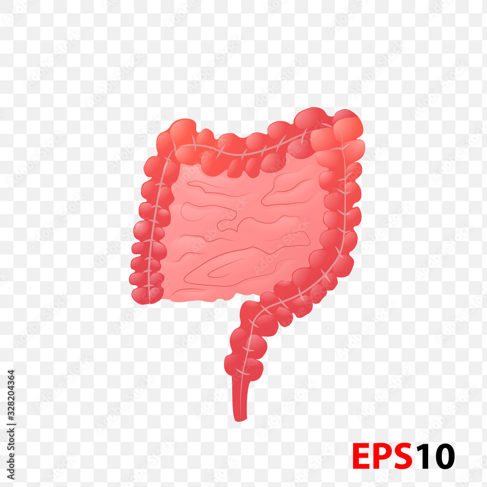Illustration of Human Internal intestines Anatomy realistic organ Stock ...
