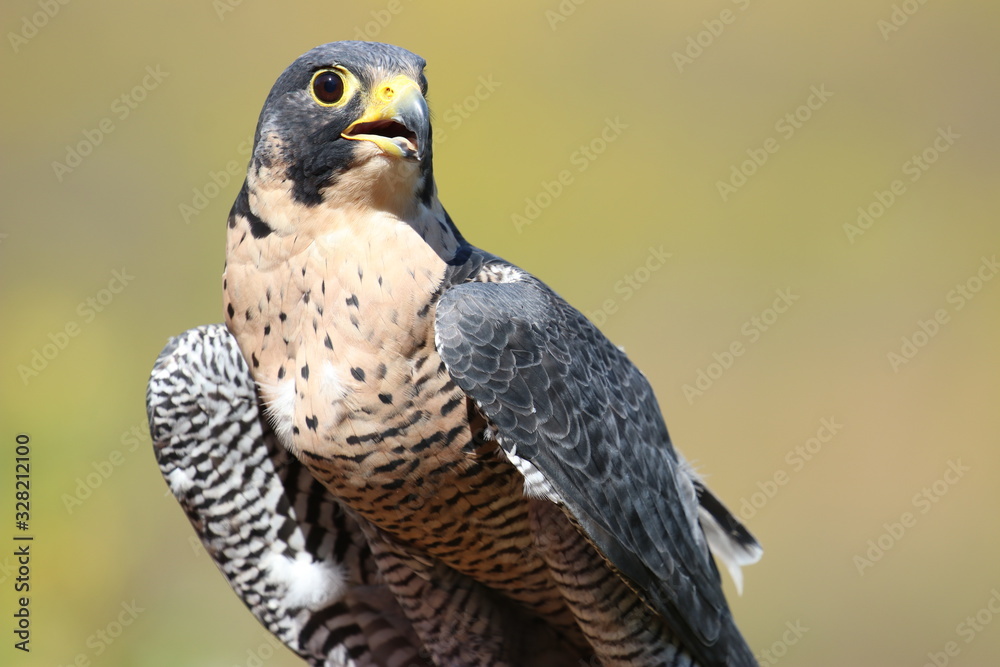 Beautiful peregrine falcon front view close-up Stock Photo | Adobe Stock