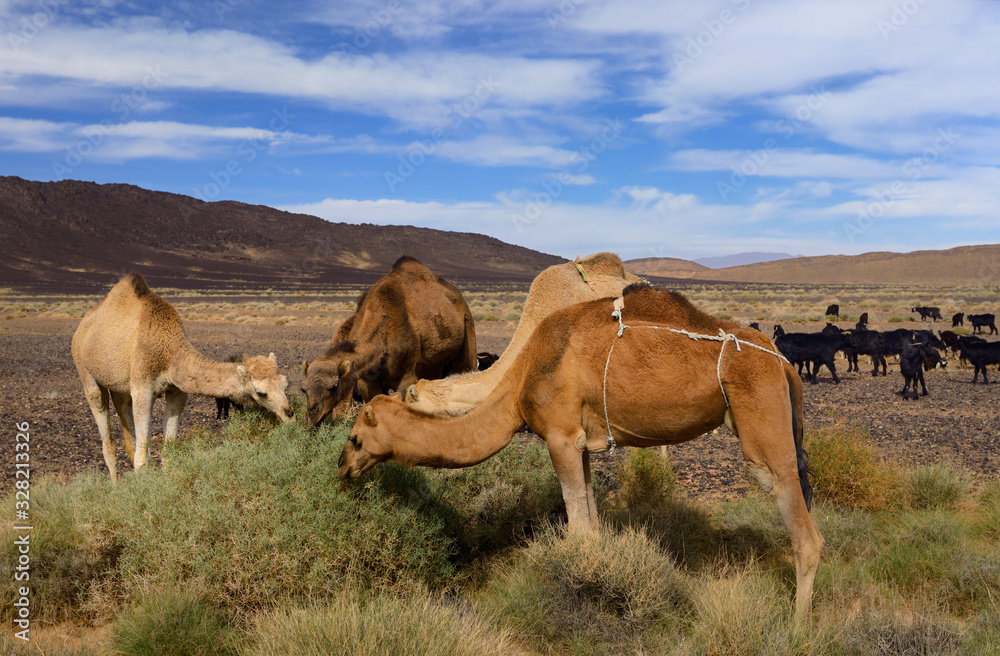 Berber camel and goat herd grazing on sage brush in Tafilalt basin ...