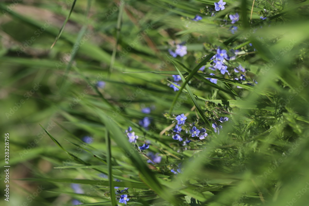 wild forget- me-nots can be seen through the thick grass in the field ...