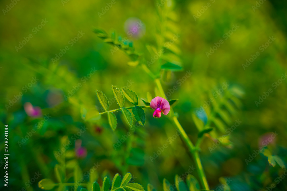Fresh Green Chickpeas field , Chick peas also known as harbara or ...