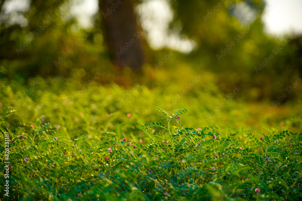 Fresh Green Chickpeas field , Chick peas also known as harbara or ...