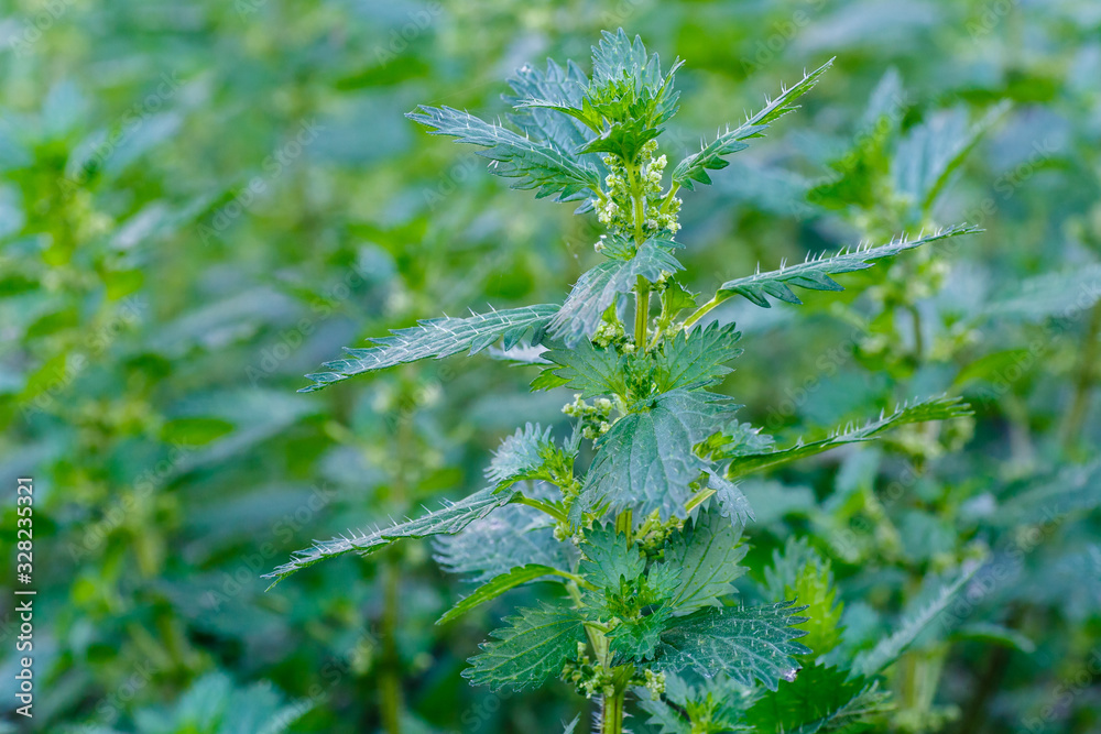 Urtica urens. Detalle de la planta con pelos urticantes de ortiga menor ...