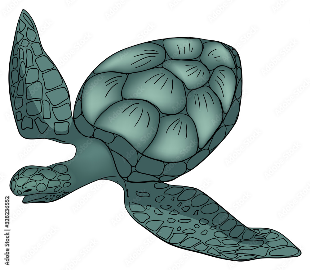 Vector illustration. Color sea turtle isolated white background Stock ...