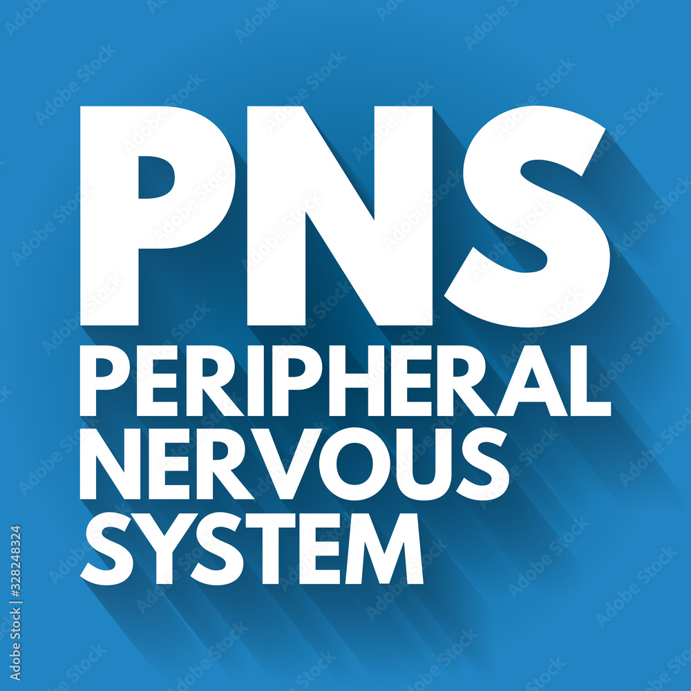 PNS - Peripheral Nervous System acronym, medical concept background ...