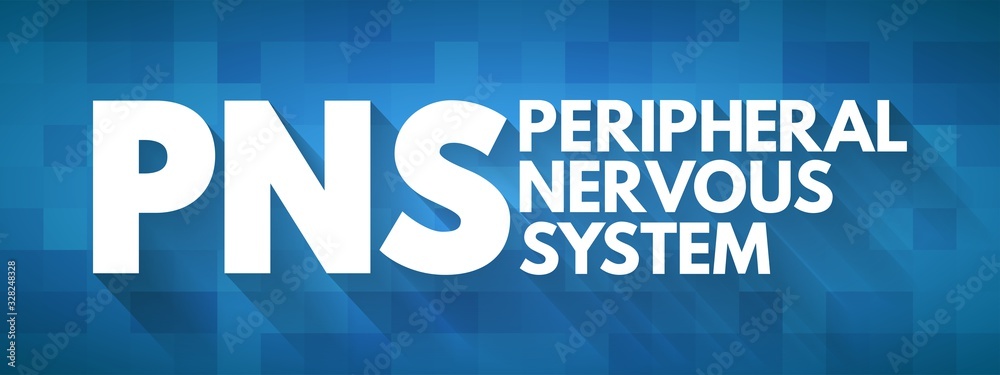 PNS - Peripheral Nervous System acronym, medical concept background ...