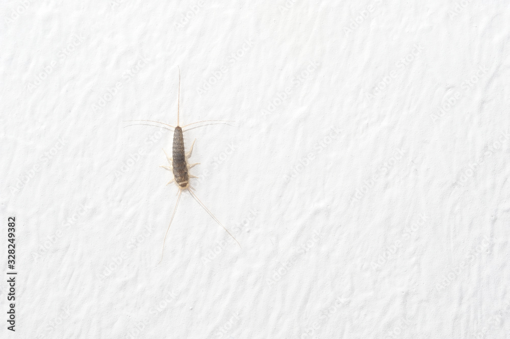 Silverfish an insect from the Lepismatidae family with long ...
