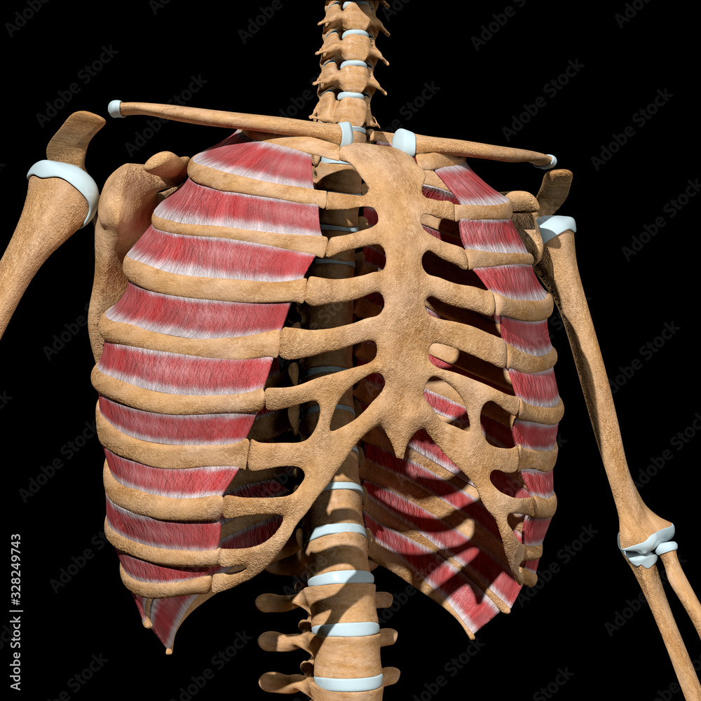 3d Illustration of the External Intercostal Muscles on Skeleton Stock ...