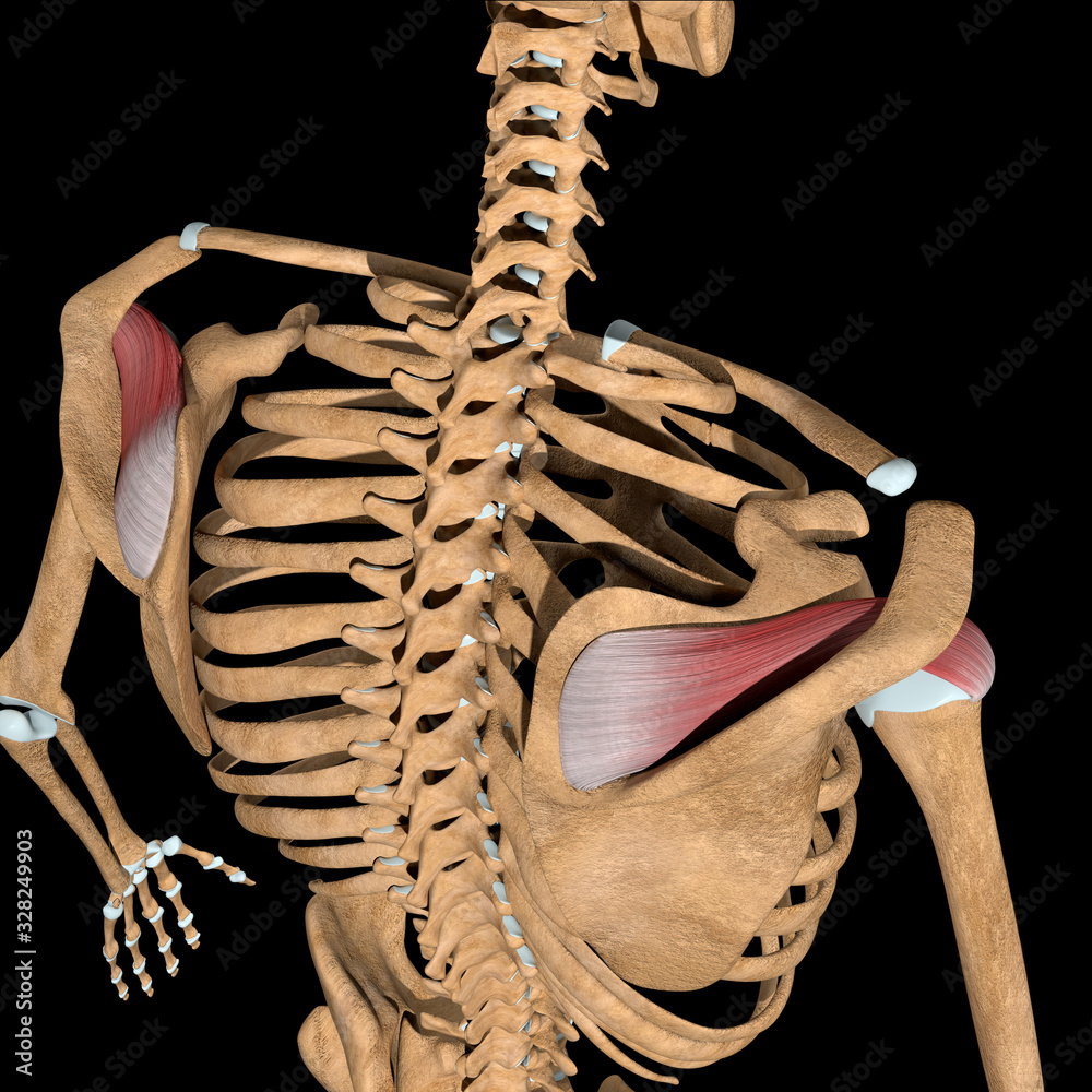 3d Illustration of the Supraspinatus Muscles on Skeleton Stock ...