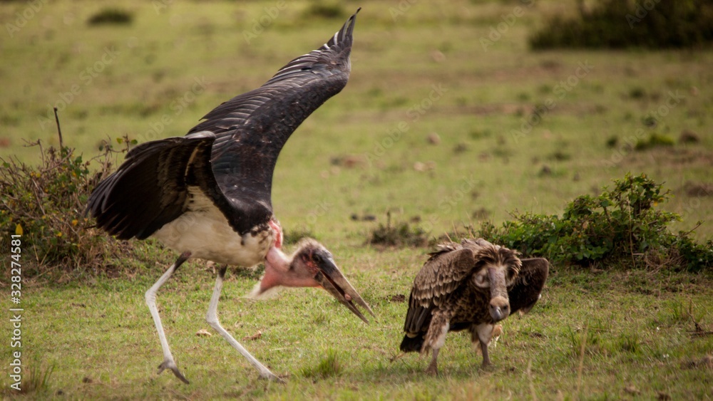 Aves exóticas africanas depredadoras Stock Photo | Adobe Stock
