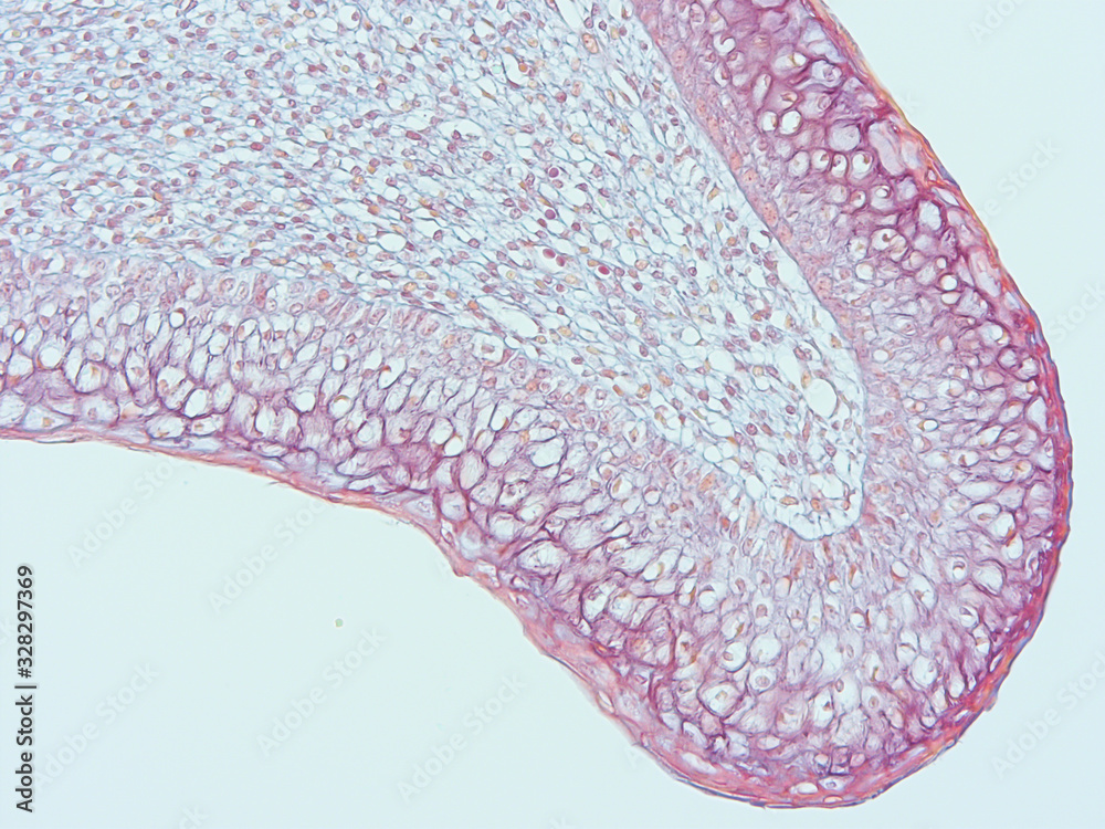 Histology of human tissue, show epithelial tissue and connective tissue ...