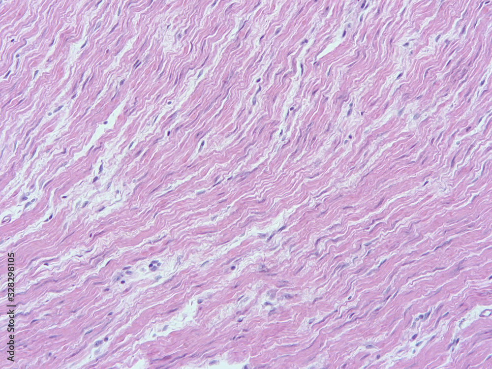 picture of histology human tissue with microscope from laboratory (not ...