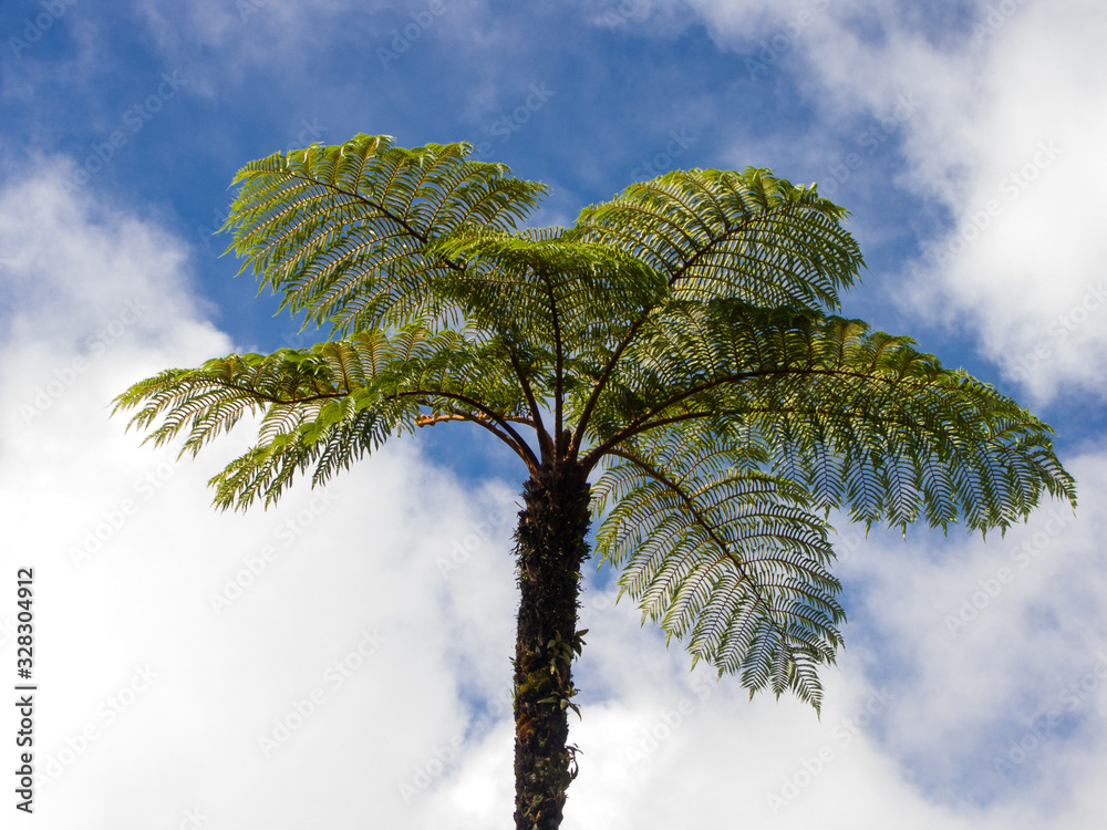 Fougère arborescent (Cyathea glaça) dans les hauts de La Réunion. Stock ...