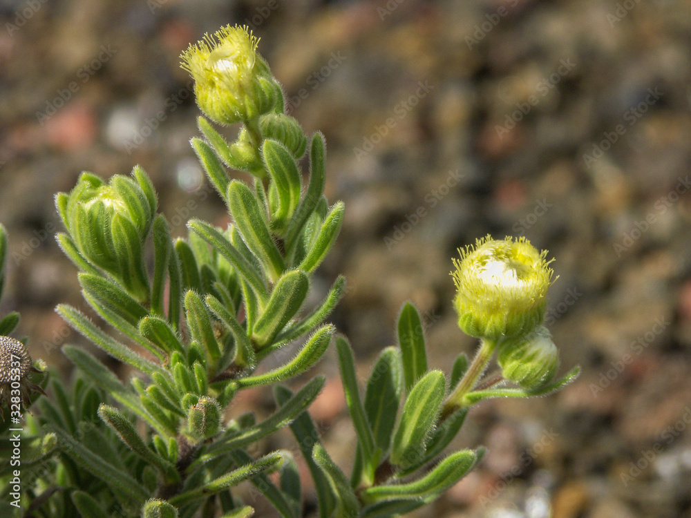 Psiadia callocephala dans l'enclos du volcan de l'île de La Réunion ...