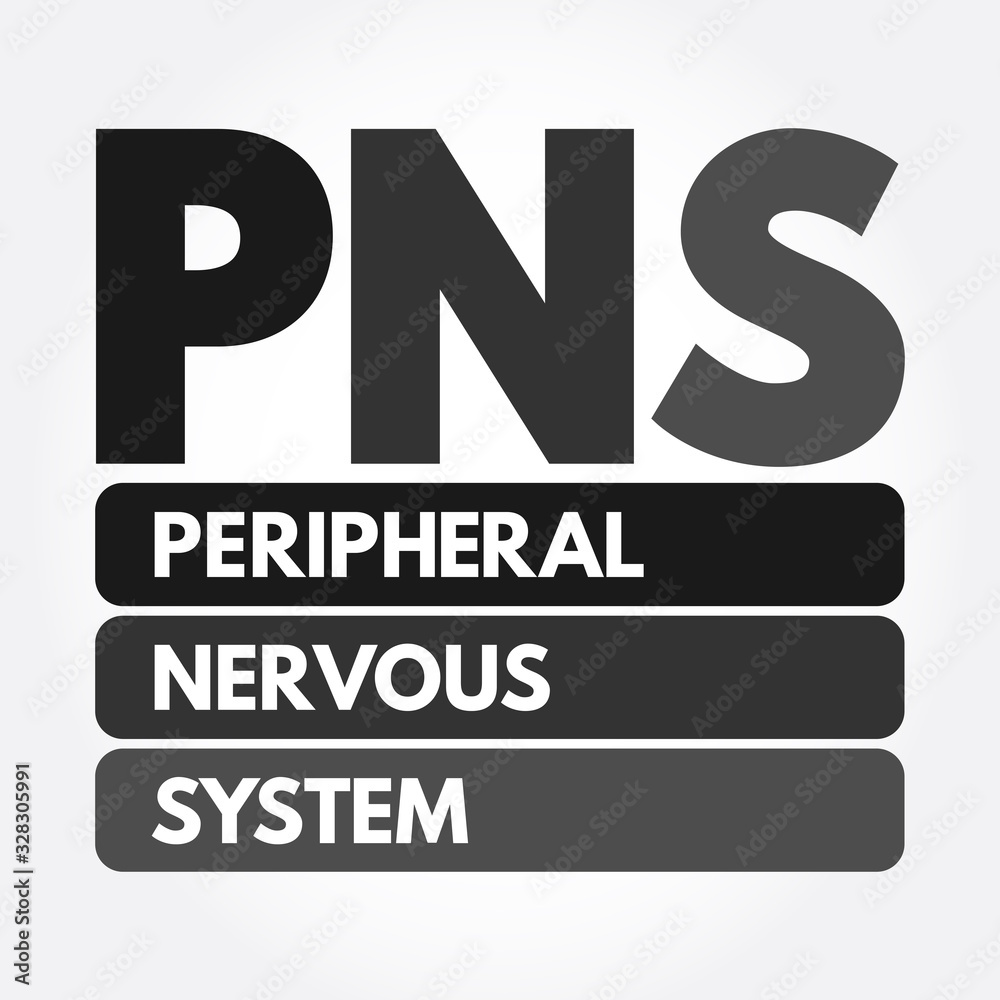 PNS - Peripheral Nervous System acronym, medical concept background ...