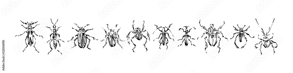 Hand drawn monochrome beetles set. Sketch style vector illustration ...
