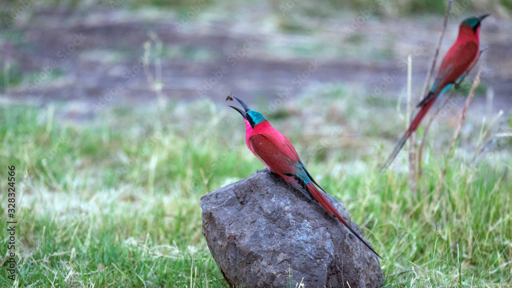 Aves exóticas africanas de color rojo y verde Stock Photo | Adobe Stock