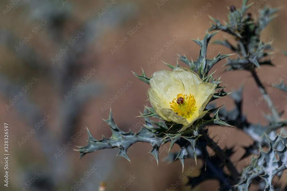 flor de Cardo Santo (Cnicus benedictus), planta medicinal silvestre ...
