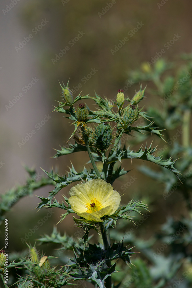 flor de Cardo Santo (Cnicus benedictus), planta medicinal silvestre ...