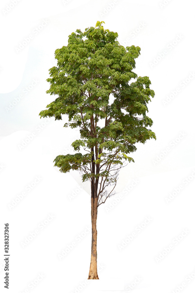 Burma padauk tree on white background. Tree isolated on white ...