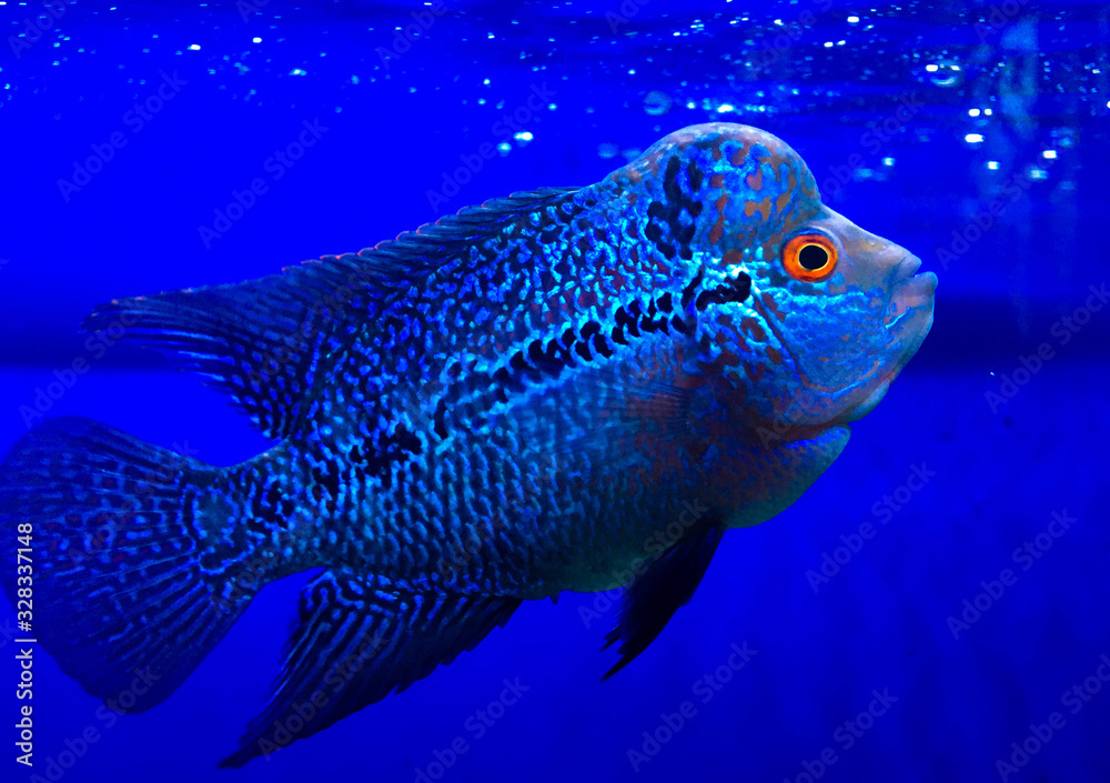 Flowerhorn fish in aquarium Stock Photo | Adobe Stock