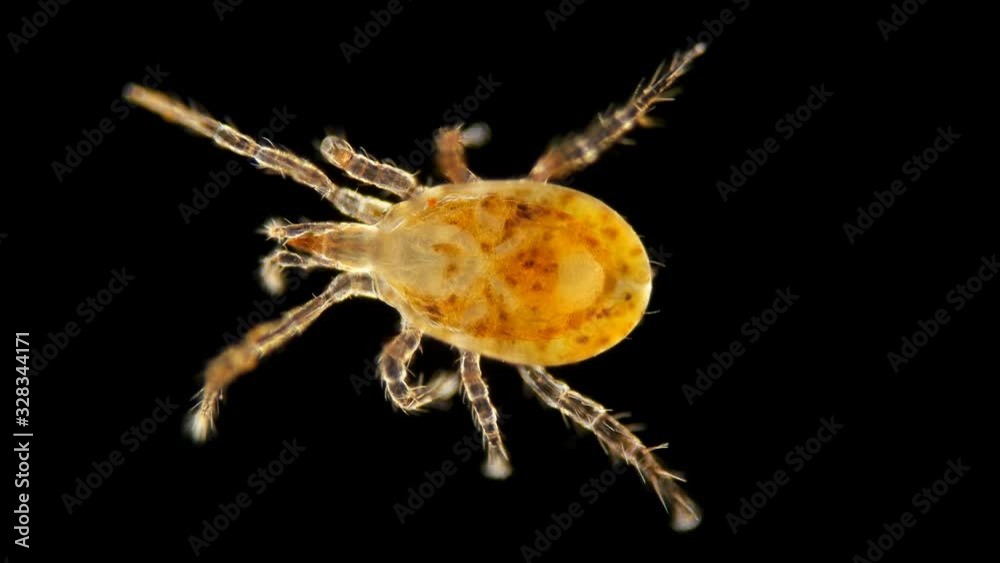 Mite of the order Mesostigmata under a microscope, class Arachnida ...