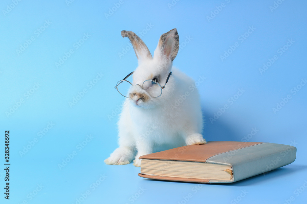 Rabbit Studying