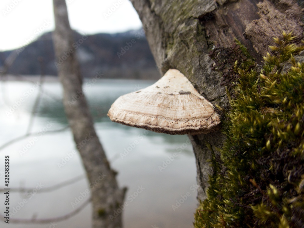 polyporus on a tree with moss Stock Photo | Adobe Stock